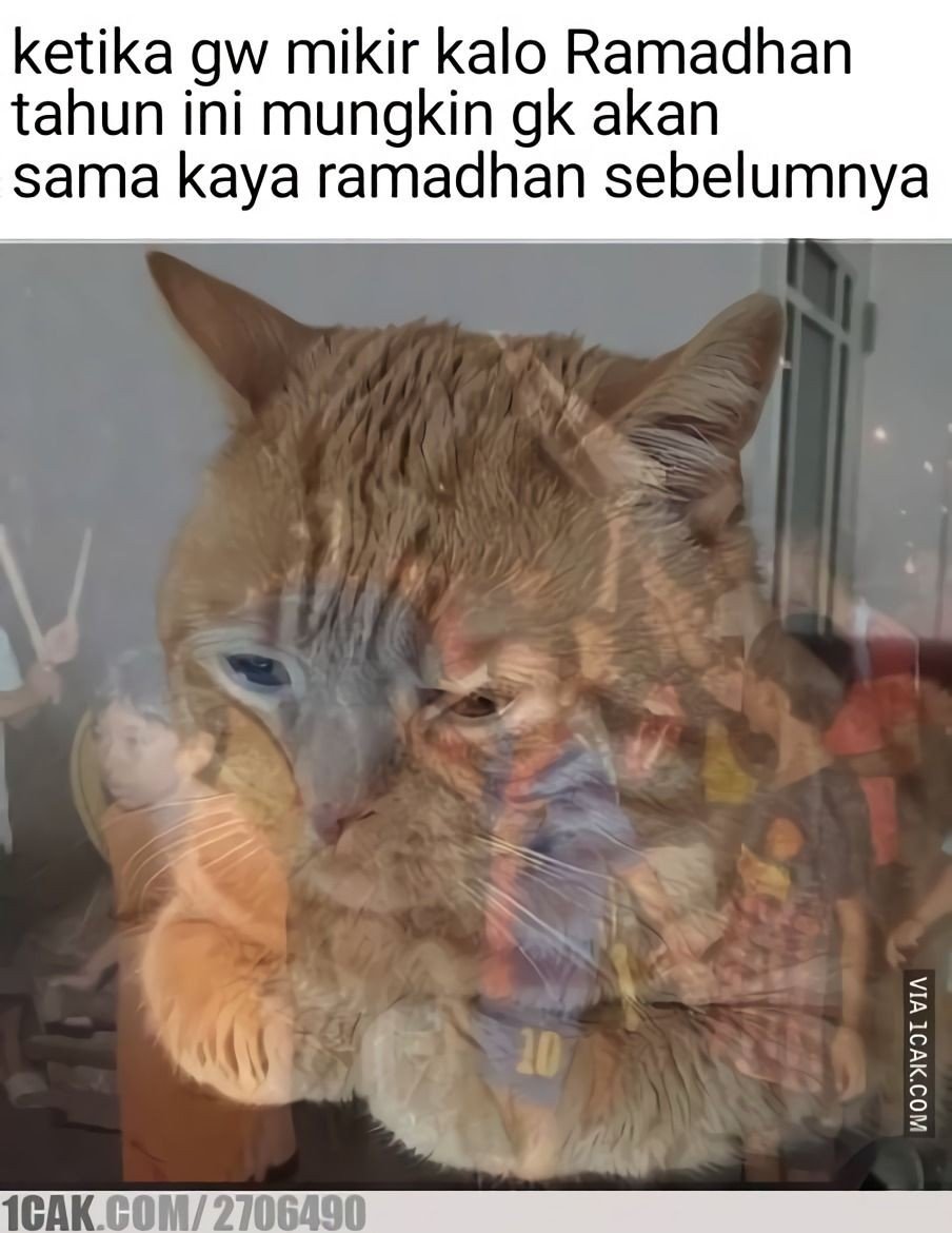 33+ Meme Kucing Kak Polosan