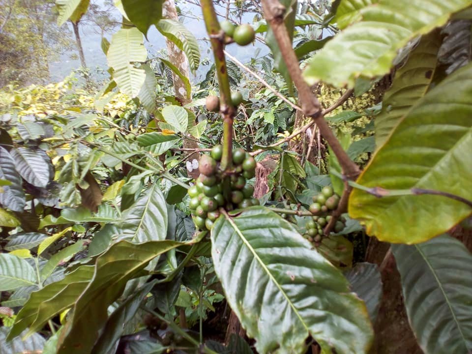 Wisata Trekking Menuju Curug dan Kebun Kopi Cisadon
