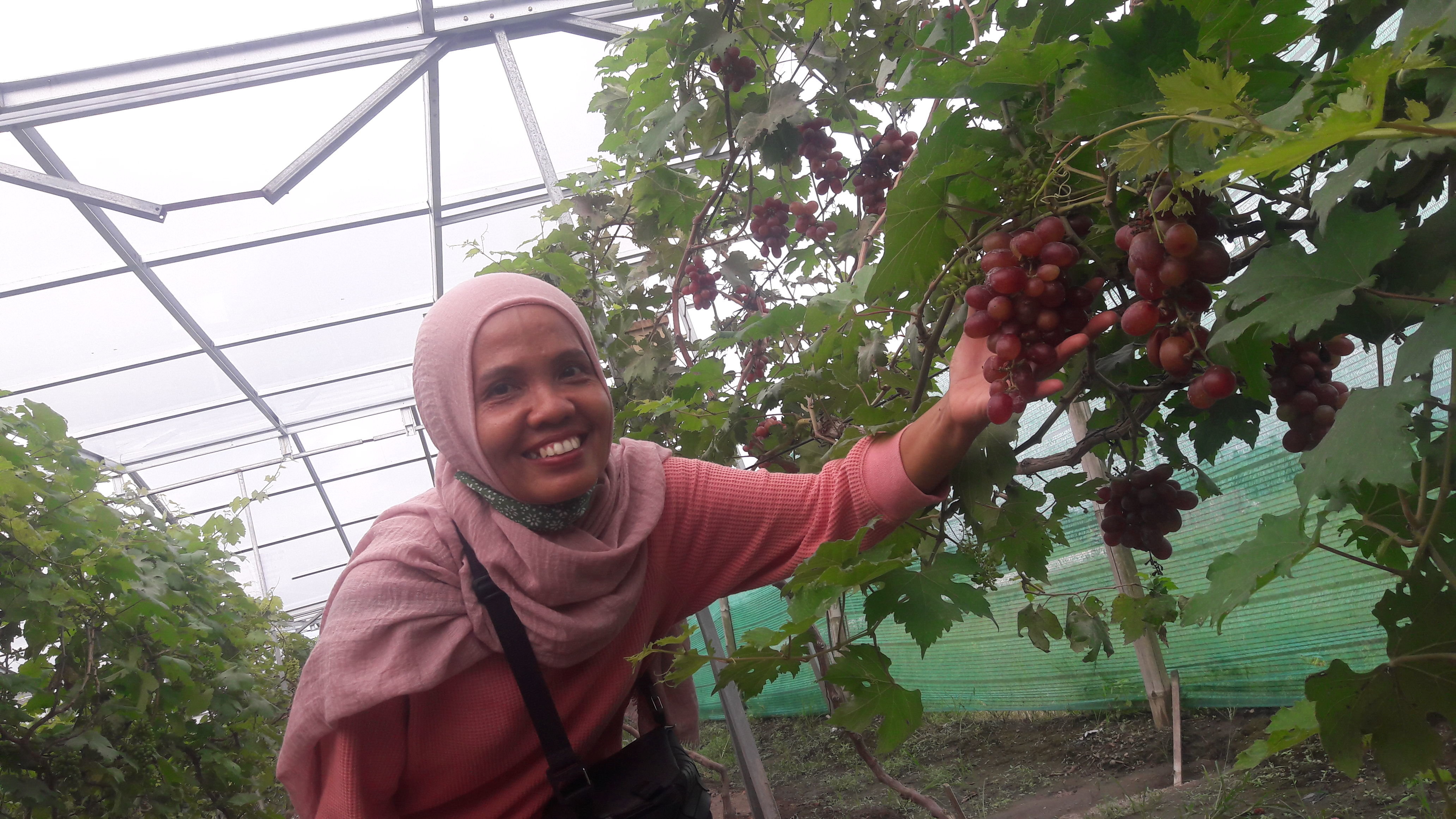 "Jogja Anggur" : Mencicip Manis 'Neng Jupe' hingga Ninel